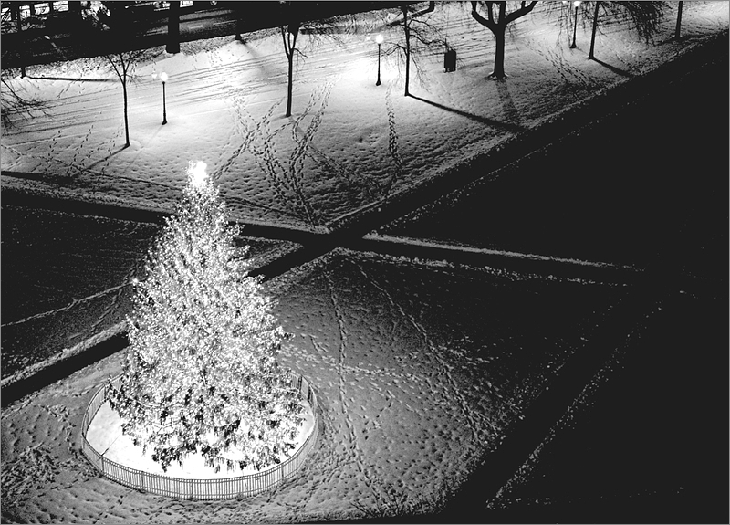 Tree at Night (glossy) | Ziti Cards